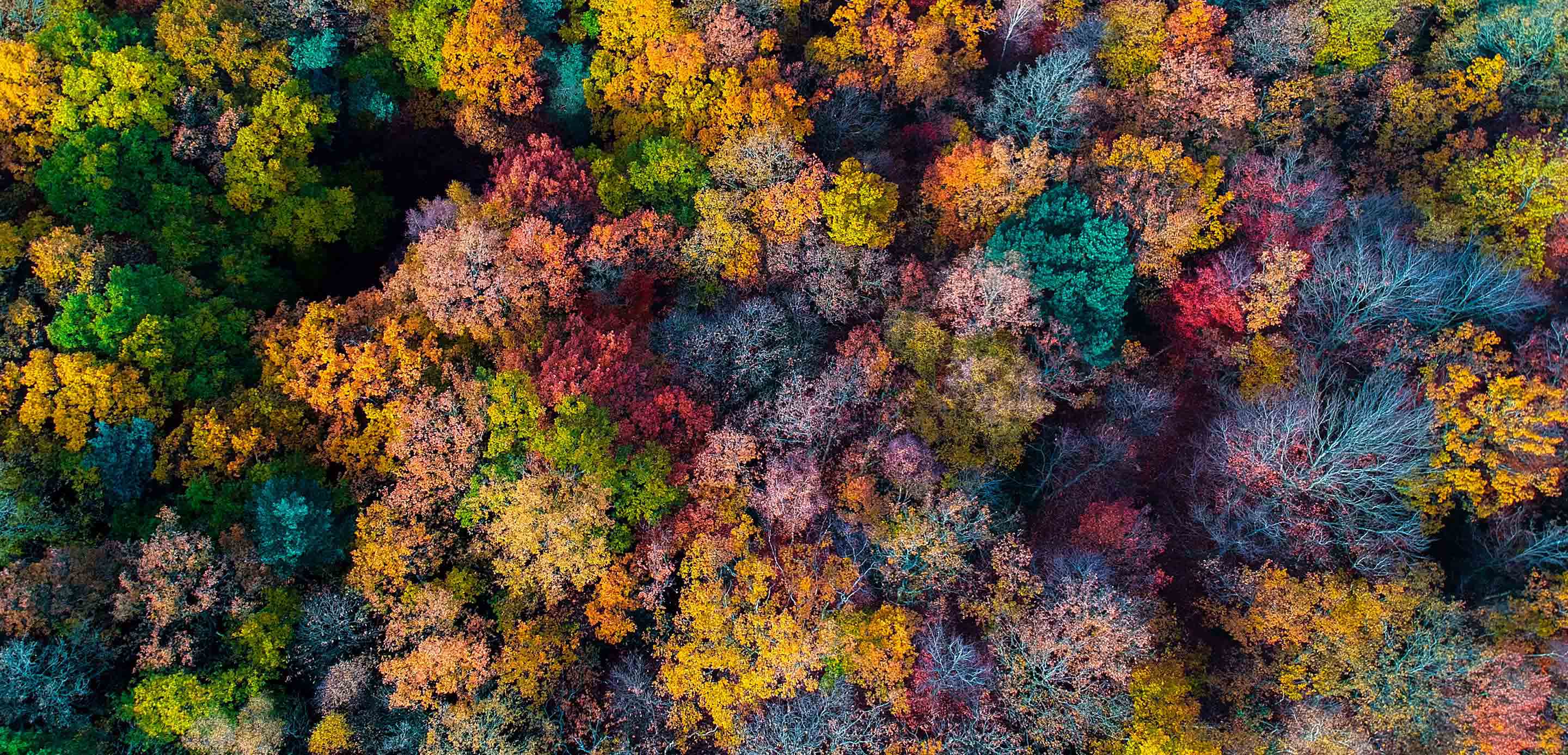 Chile’s pulp and paper pioneer sets a new sustainability standard ...