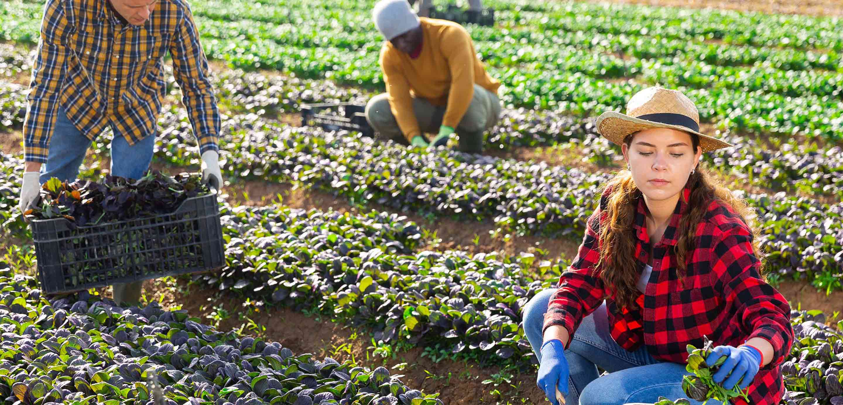 The importance of ESG for SMEs | Insights | HSBC